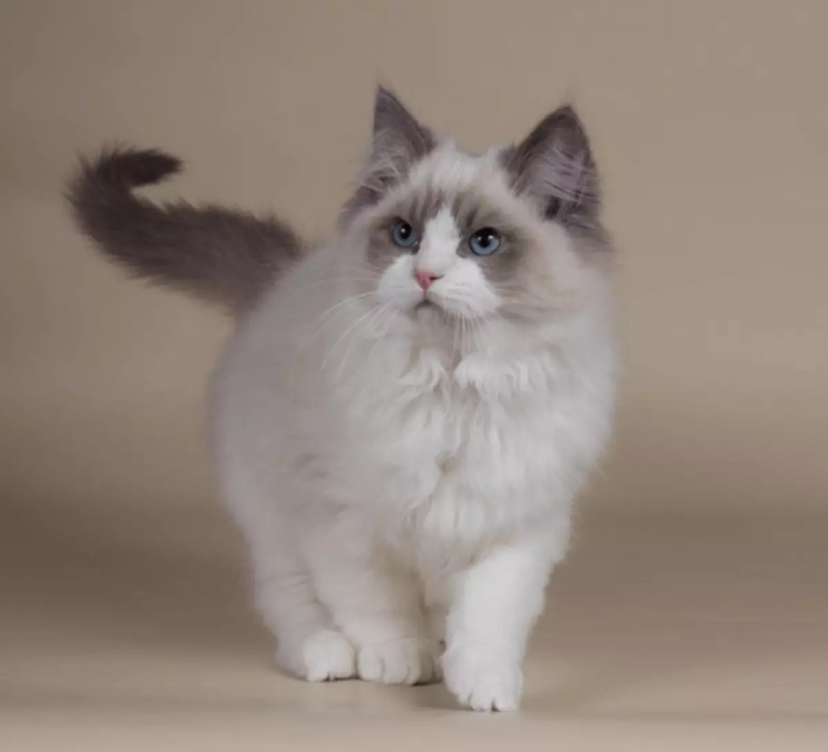 Mlada ragdoll.