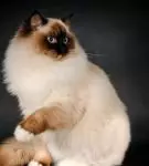 Гурба ragdoll