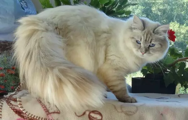 Nevskaya Mascarada Cat se encuentra de vuelta mirando hacia atrás