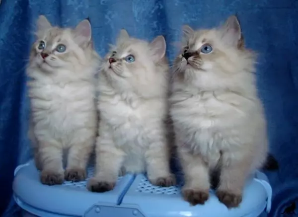 Tres gatitos de Nevsky Mascarada se sientan en la caja para la lencería