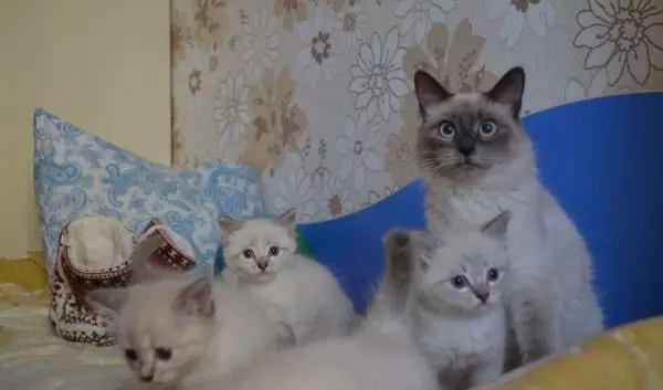 Gato de Nevsky Mascarada con gatitos se sienta en la cama