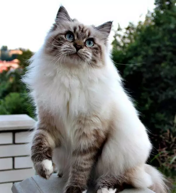 El gato de Nevskaya Masquerade se encuentra en un balcón al aire libre con pata delantera elevada