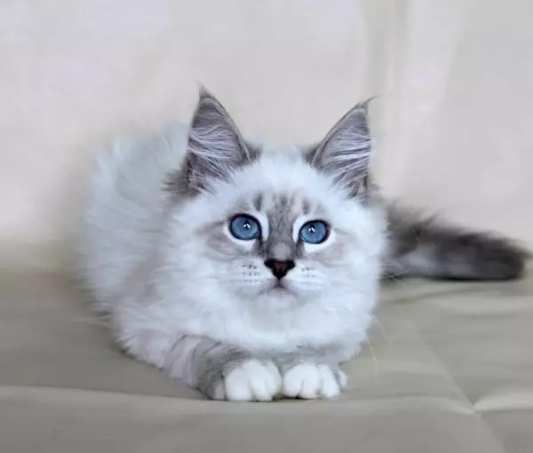 El gatito del gato de Nevskaya Masquerade se encuentra con una cara al espectador y mira hacia arriba.