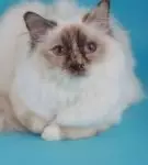 Gato de la raza de Nevskaya Mascarada con tortuilla de color
