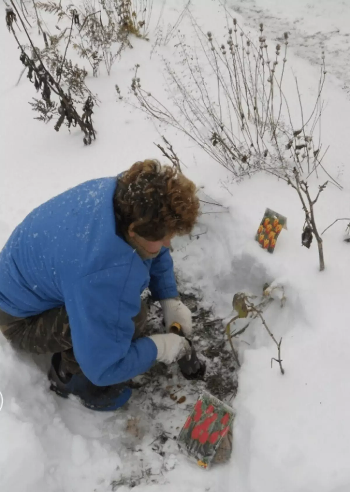 Plantering tulpaner under snön