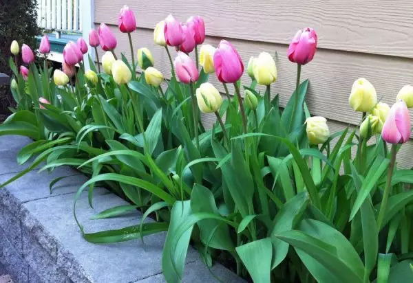 Tulips को लागि प्लट