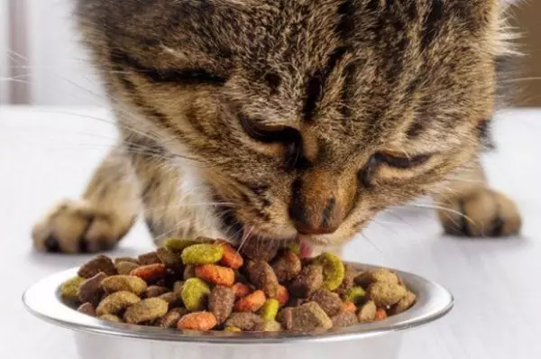 Gato come comida seca