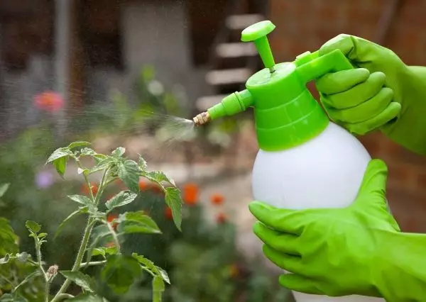 Spraying ტომატის fungicides