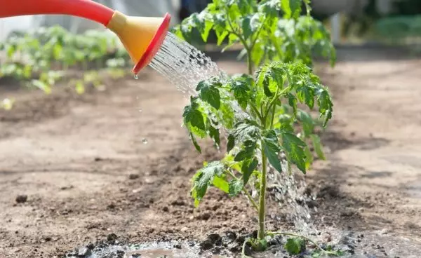 Behandling av tomatbusker fra vanning