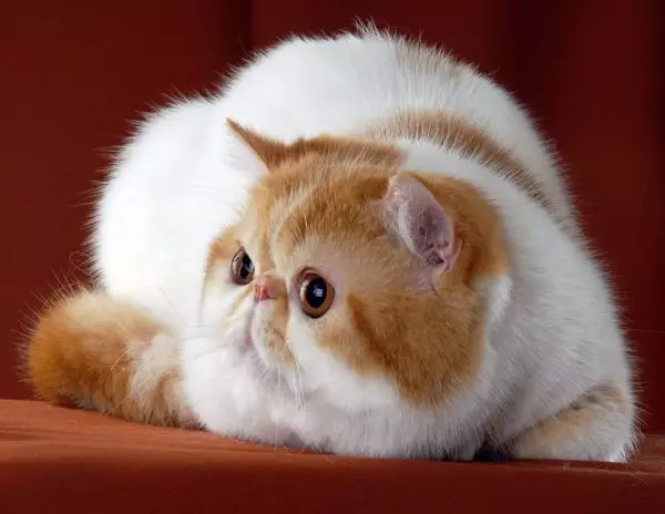 Exotic Shorthair Cat.