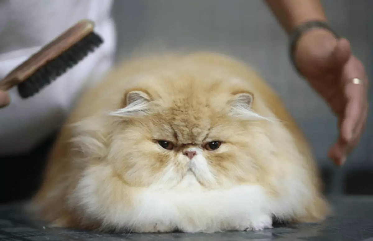 Mandlig fremragende persisk kat
