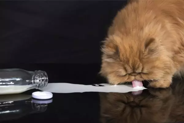 Persisk kat lacques spildt på bordmælken