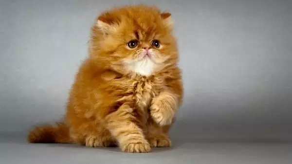 Kitten persa.