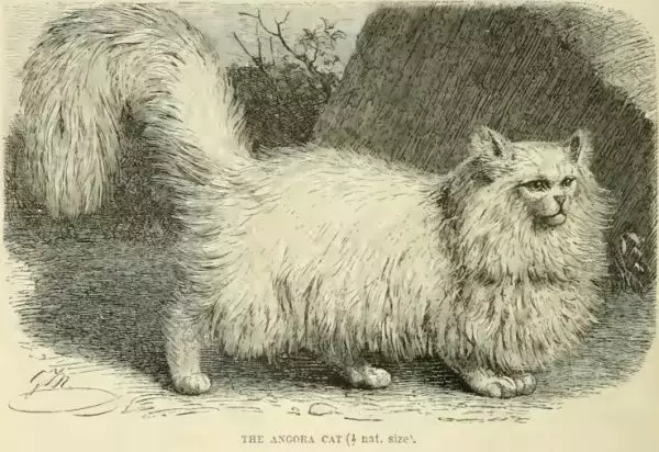 וינטאג ציור חתול פרסי