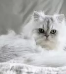 Περσική γάτα Shinshilla