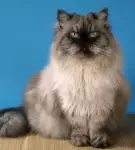Персийски цветова точка на котката