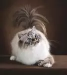 Burmese Cat Tabby liggur á brúnt borð
