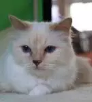 बर्मी मांजर रंग क्रिम्पॉईंट बेडवर आहे