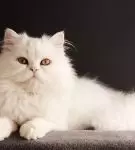 Biela mačka leží na béžovom vrhu