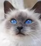 Burmese katt med blå ögon