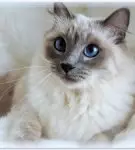 گربه خاکستری برمه دروغ می گوید و به نظر می رسد