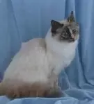 برمی بلی کچھی رنگ نیلے رنگ کی کھپت پر بیٹھتا ہے