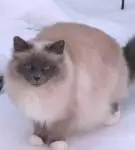 El gat de la raça birmà es troba a la neu