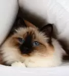 Բիրմայական բուծում կատուն հայացք է տալիս սպիտակ բարձերից