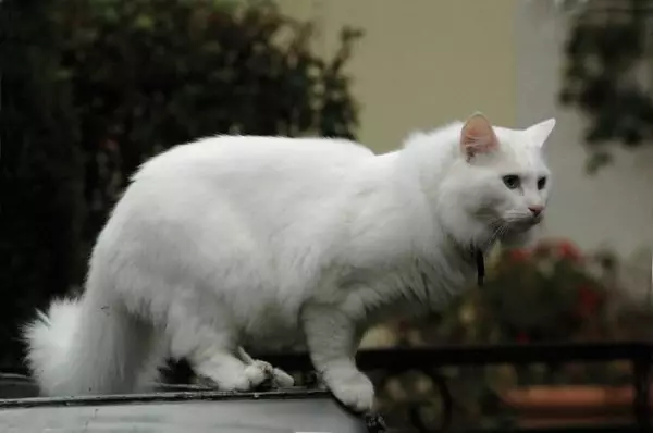 Balta angora katė stovi ant tvoros