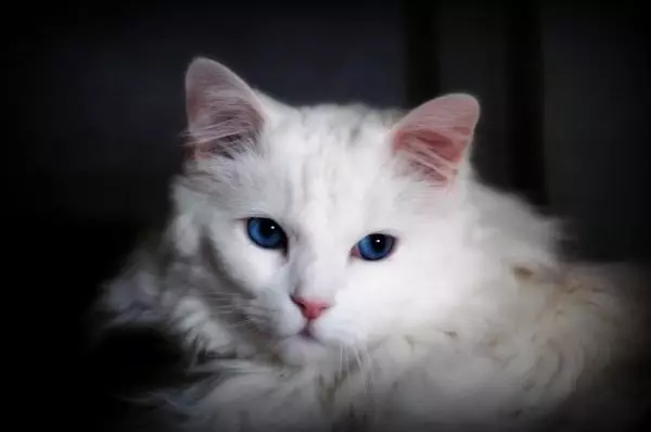Cap de gat blanc d'Angora amb ulls blaus