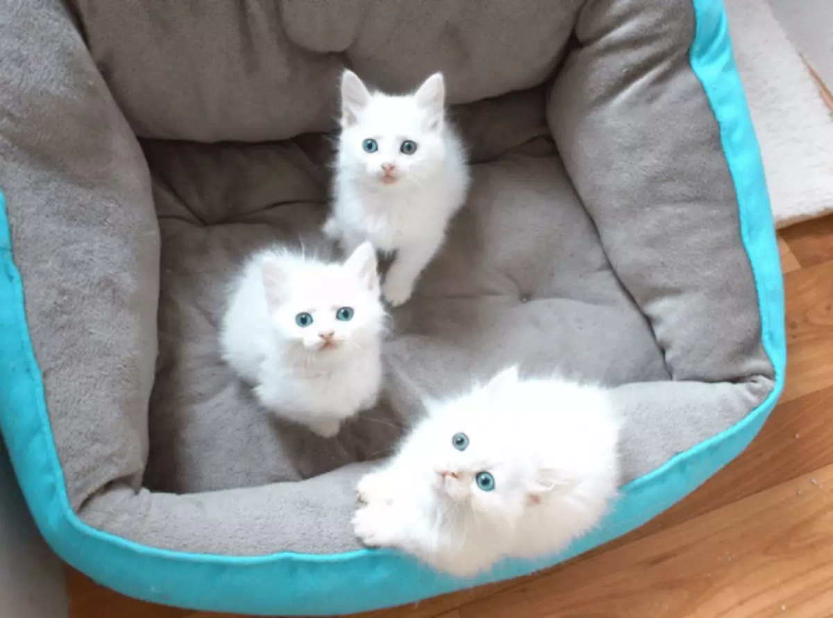 Three white blue-eyed Angoras kitten sit in a basket and watch up