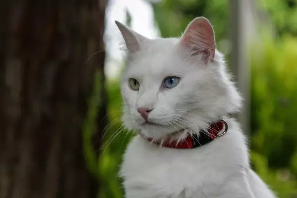 Ангорскай белы кот з гетерохромией і ў чырвоным нашыйніку на фоне зялёнай лістоты