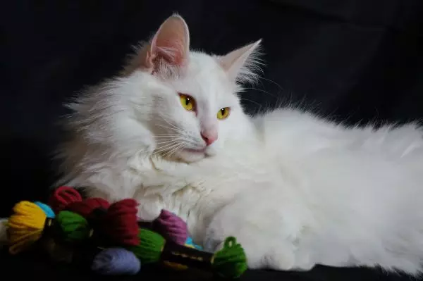 White Angora Cat ay namamalagi sa tabi ng Cotts Colored Yarn.