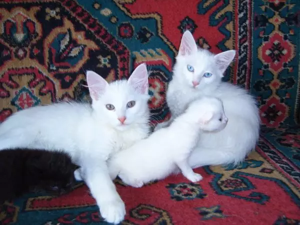 Biela turecká rodina Angora s mačiatkami sedí na koberci