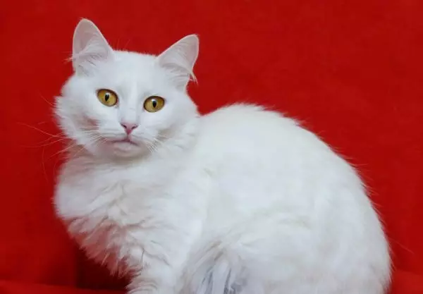 Balta angora katė sėdi ant raudono fono