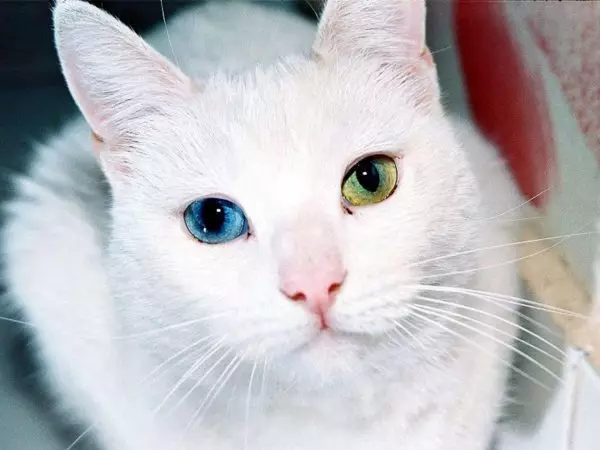 Heterochromia와 흰 앙고라 고양이의 머리