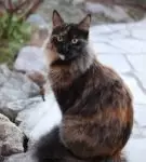 Trojfarebná Angorská mačka sedí na skalách v záhrade