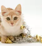 Rothaarige Angora Cat sitzt, verwirrt im Neujahr Mishur