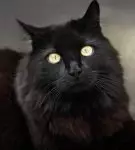 แมวสีดำ Angora เงยหน้าขึ้นมอง