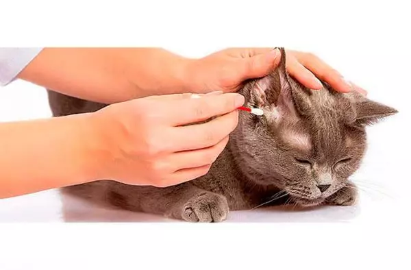 Pisica curăță urechile
