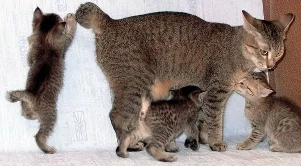 Cat Pixesbob na may Kittens.