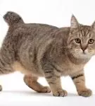 Cat Pinsbob met een karakteristieke look