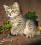 Kitten Pilisbob.