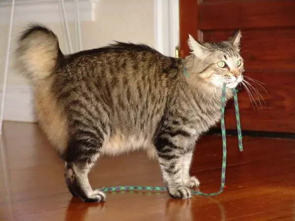 Мачка пиксебоб со јаже во устата