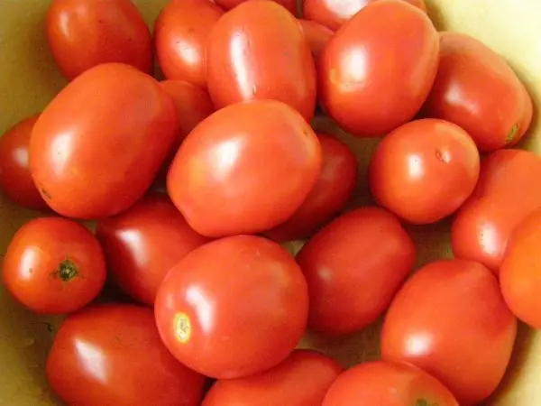 Pomidorai subrendo