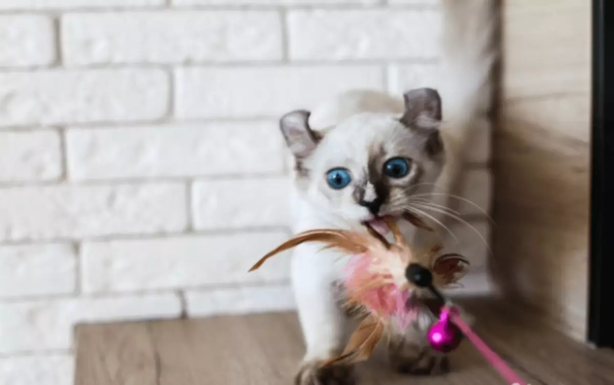 Anak kucing dengan mainan