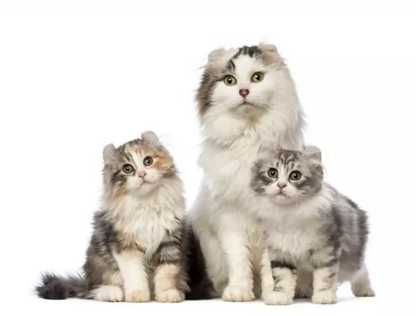 Кішка Керл з двома кошенятами