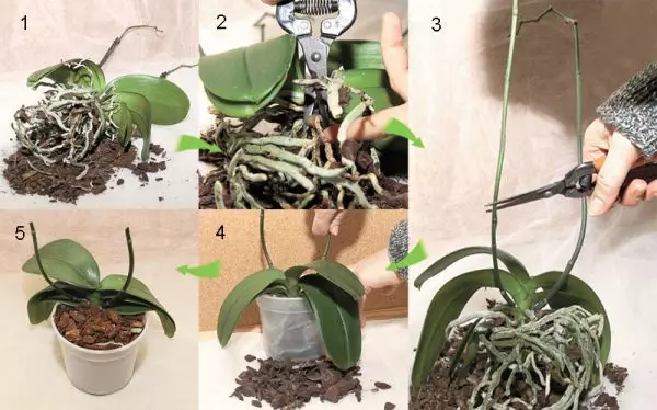 Pêvajoya transplanting Phalaenopsis