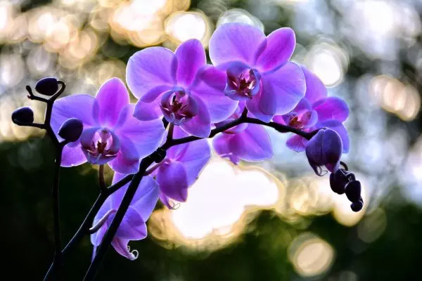 Flowering orchid