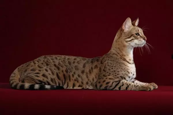 Cat Asher: A orixe da raza, as características externas, a foto do gato de gato, condicións de detención e coidado, reprodución de animais, comentarios de propietarios